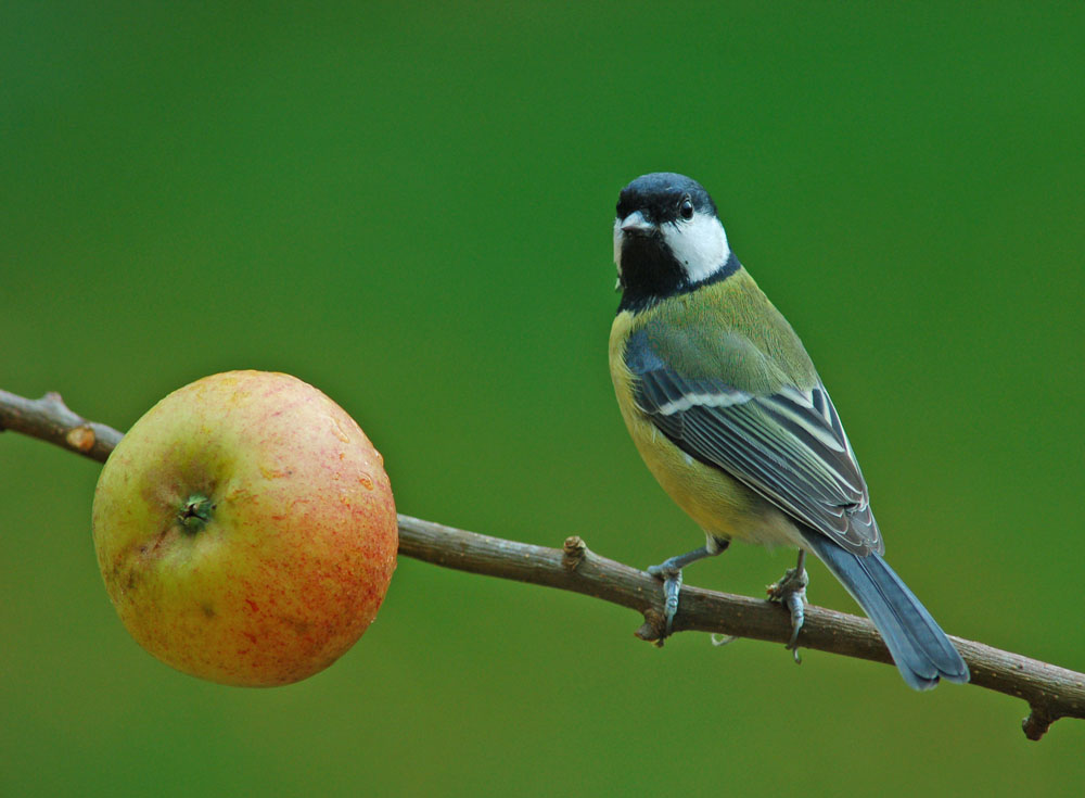 Fuglebilleder | Fotos af fugle fra Danmark