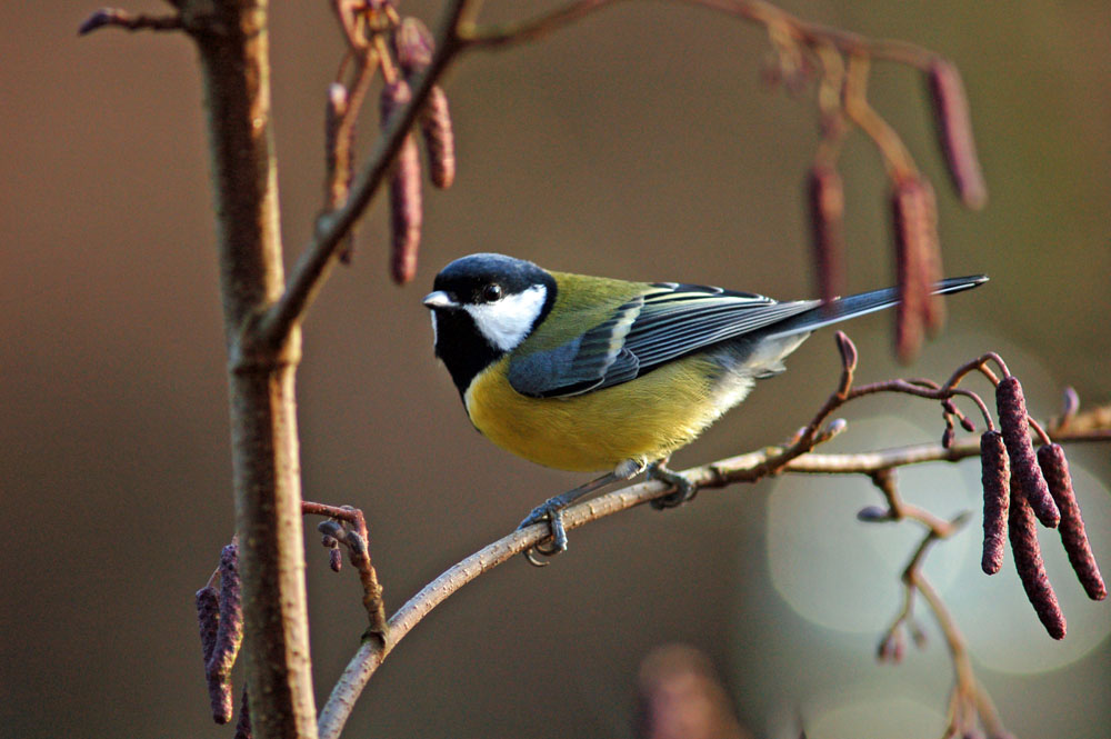 Fuglebilleder | Fotos af fugle fra Danmark