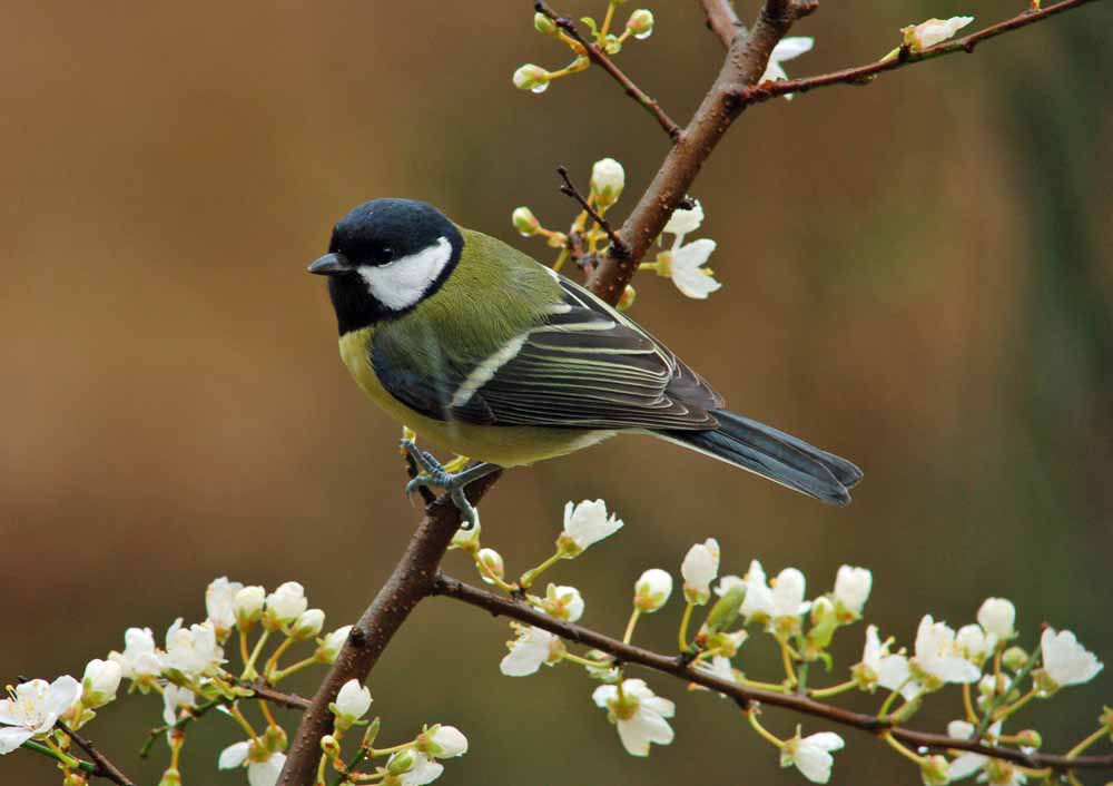 Fuglebilleder | Fotos af fugle fra Danmark