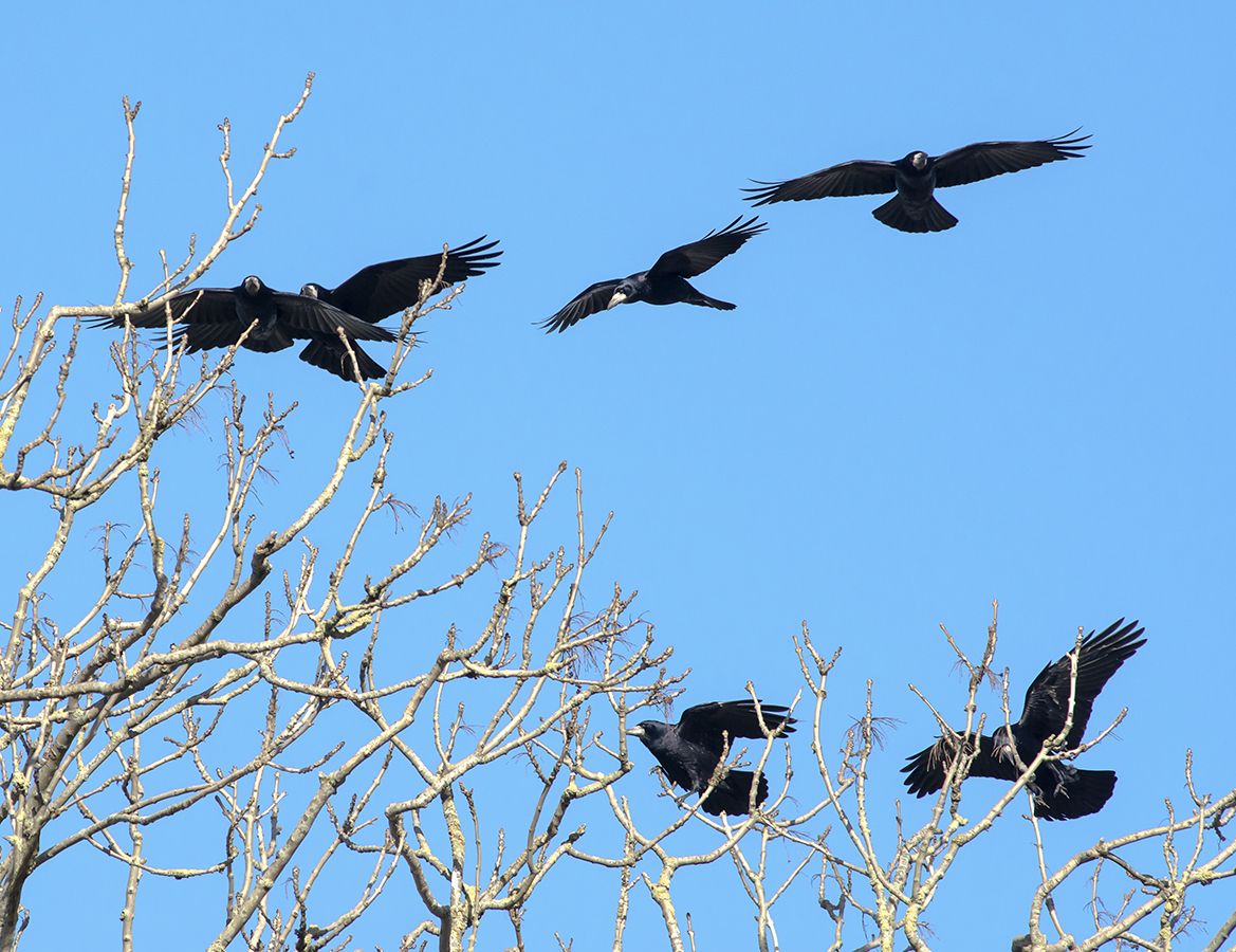 Råger | Fotos af fugle fra danmark