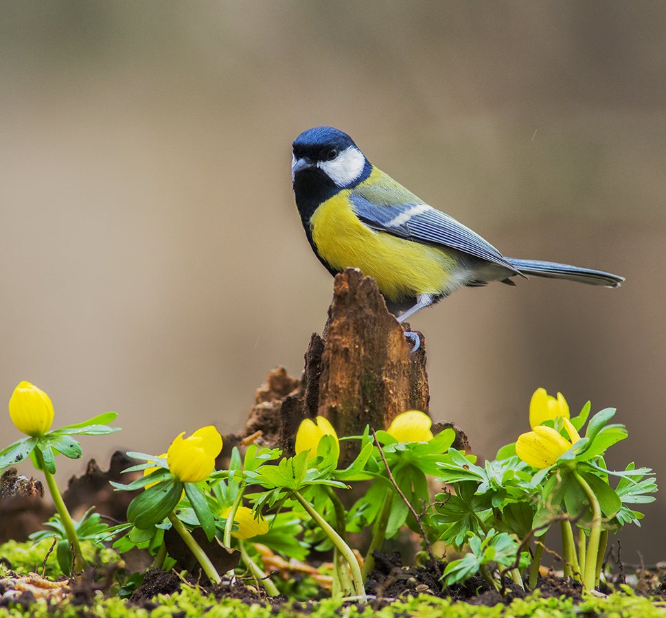 Blomster, planter og træer