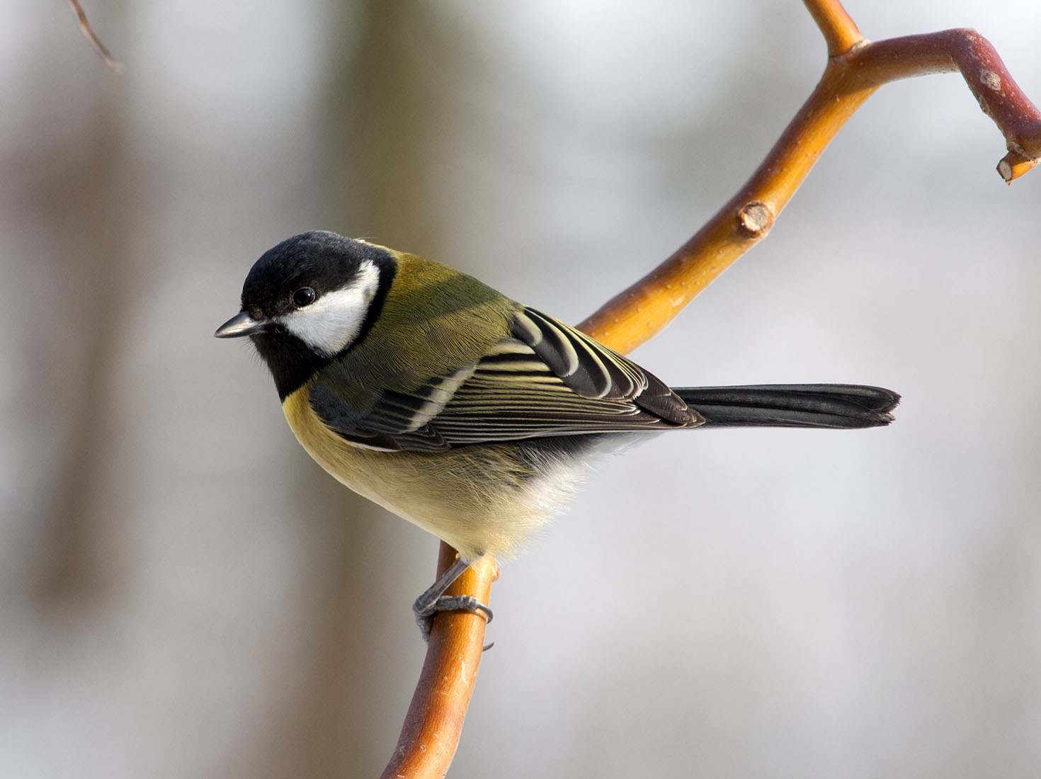 Musvit | Billeder af fugle