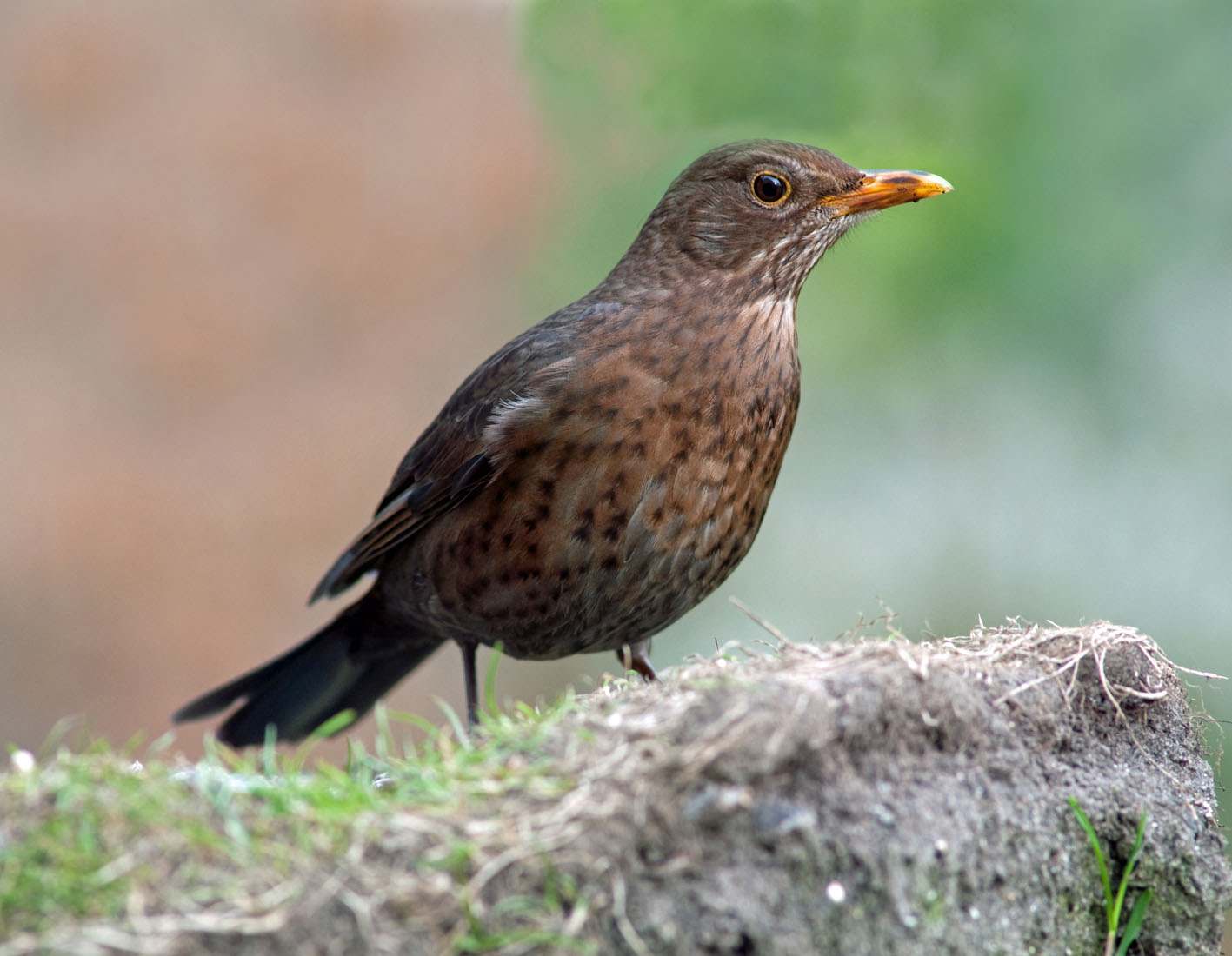 Fotos af fugle fra Danmark | Solsort