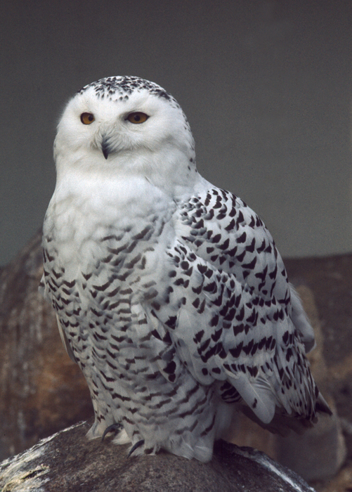 Ugler | Fotos af fugle fra danmark