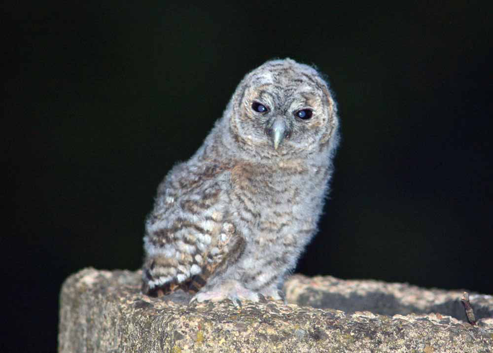 Ugler | Fotos af fugle fra danmark