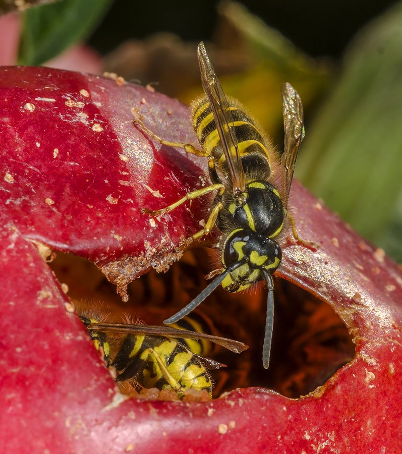 Almindelig gedehams (hveps) - Vespula vulgaris