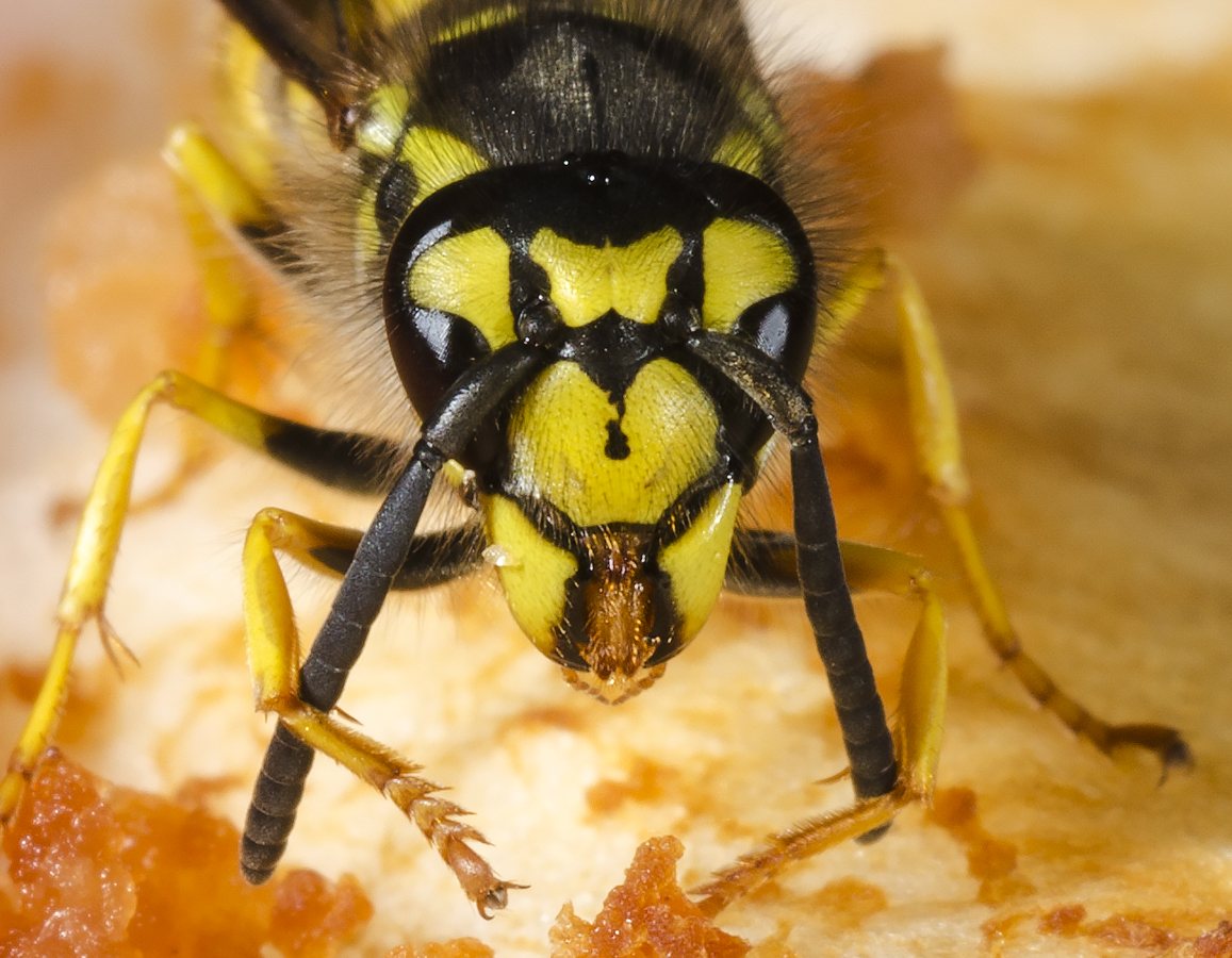 Almindelig gedehams (hveps) - Vespula vulgaris