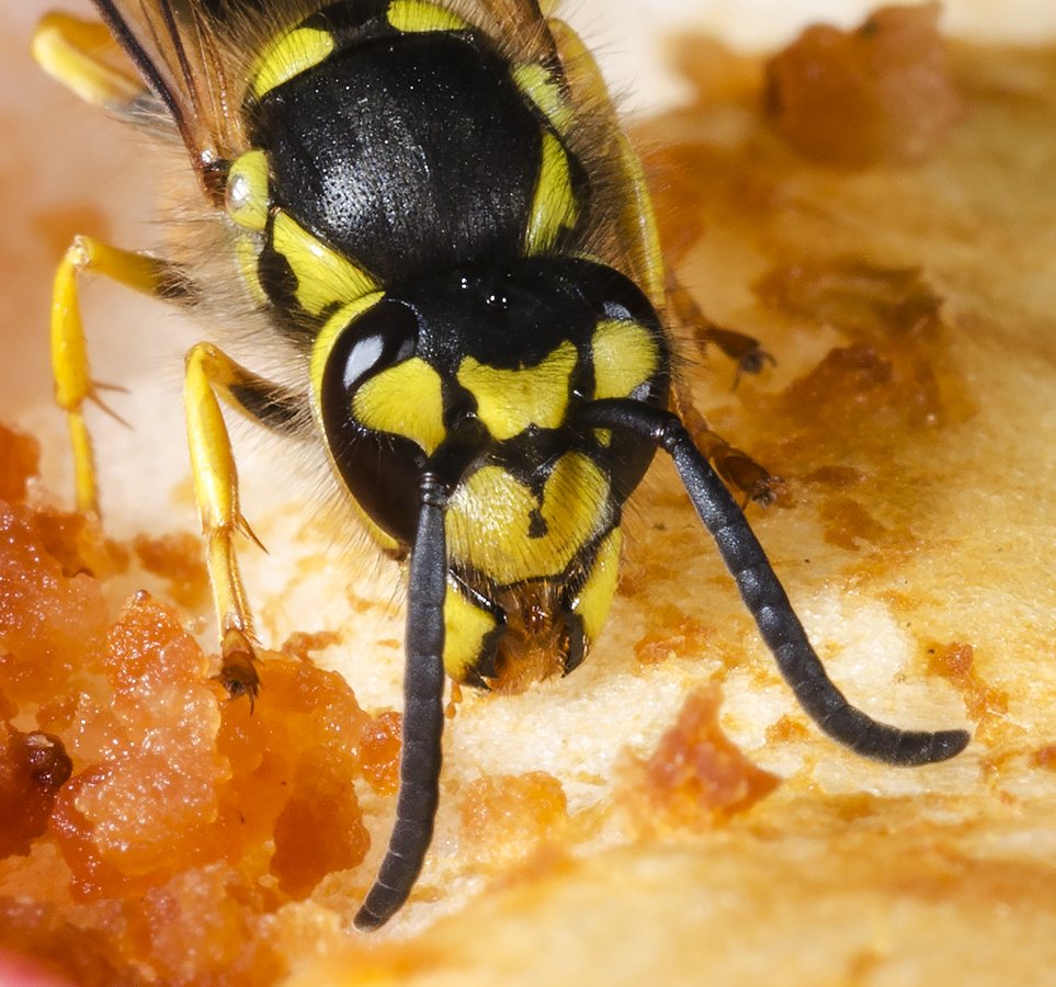 Almindelig gedehams (hveps) - Vespula vulgaris