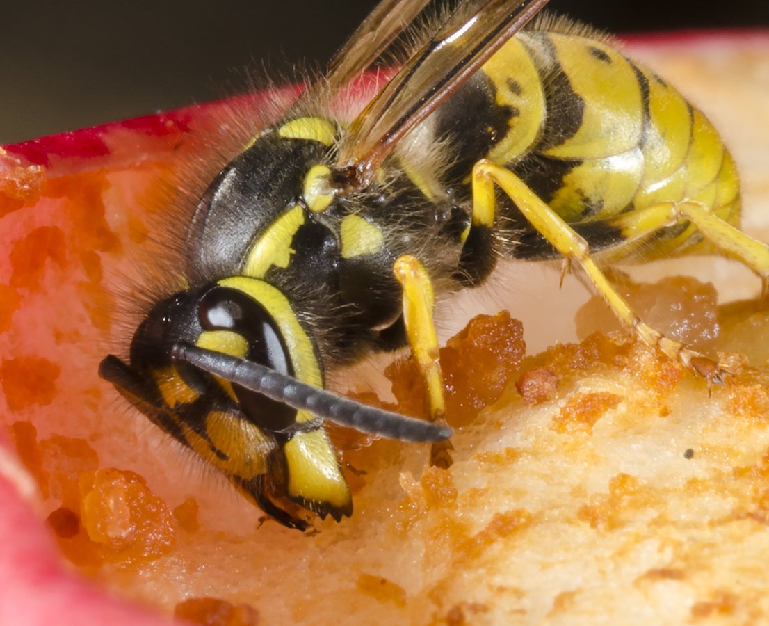 Almindelig gedehams (hveps) - Vespula vulgaris