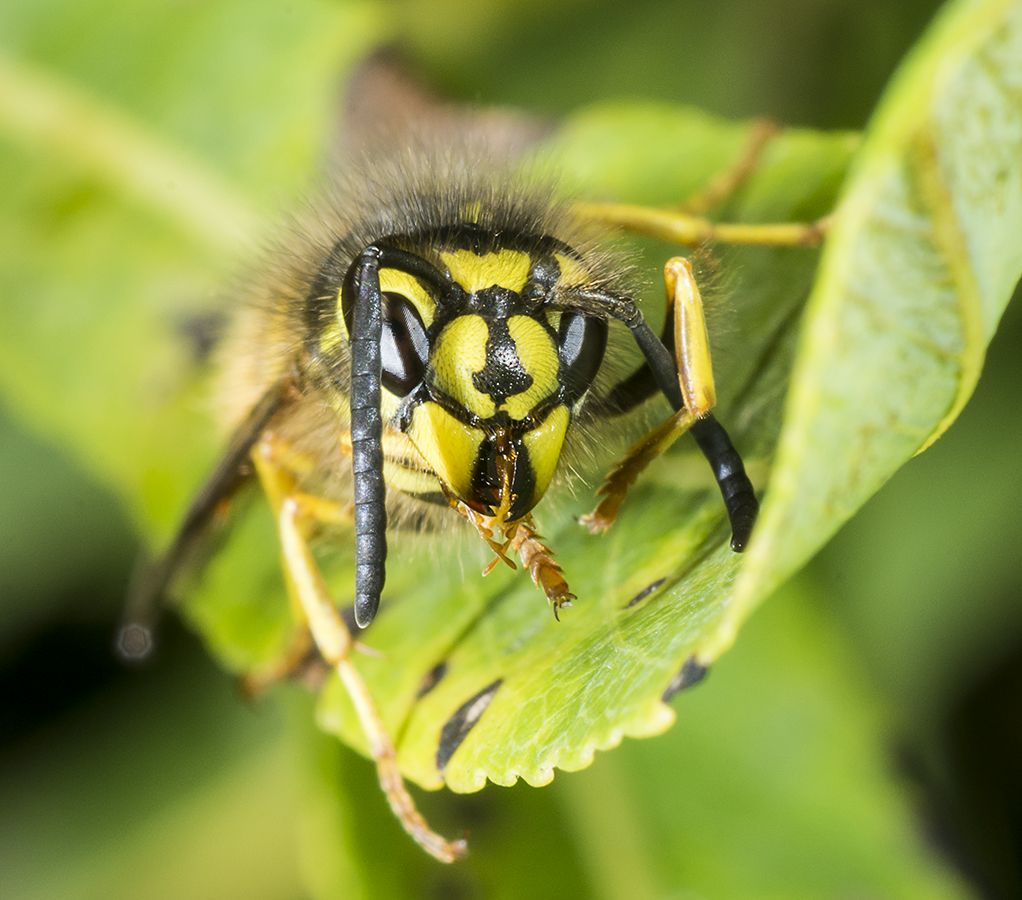Almindelig gedehams (hveps) - Vespula vulgaris