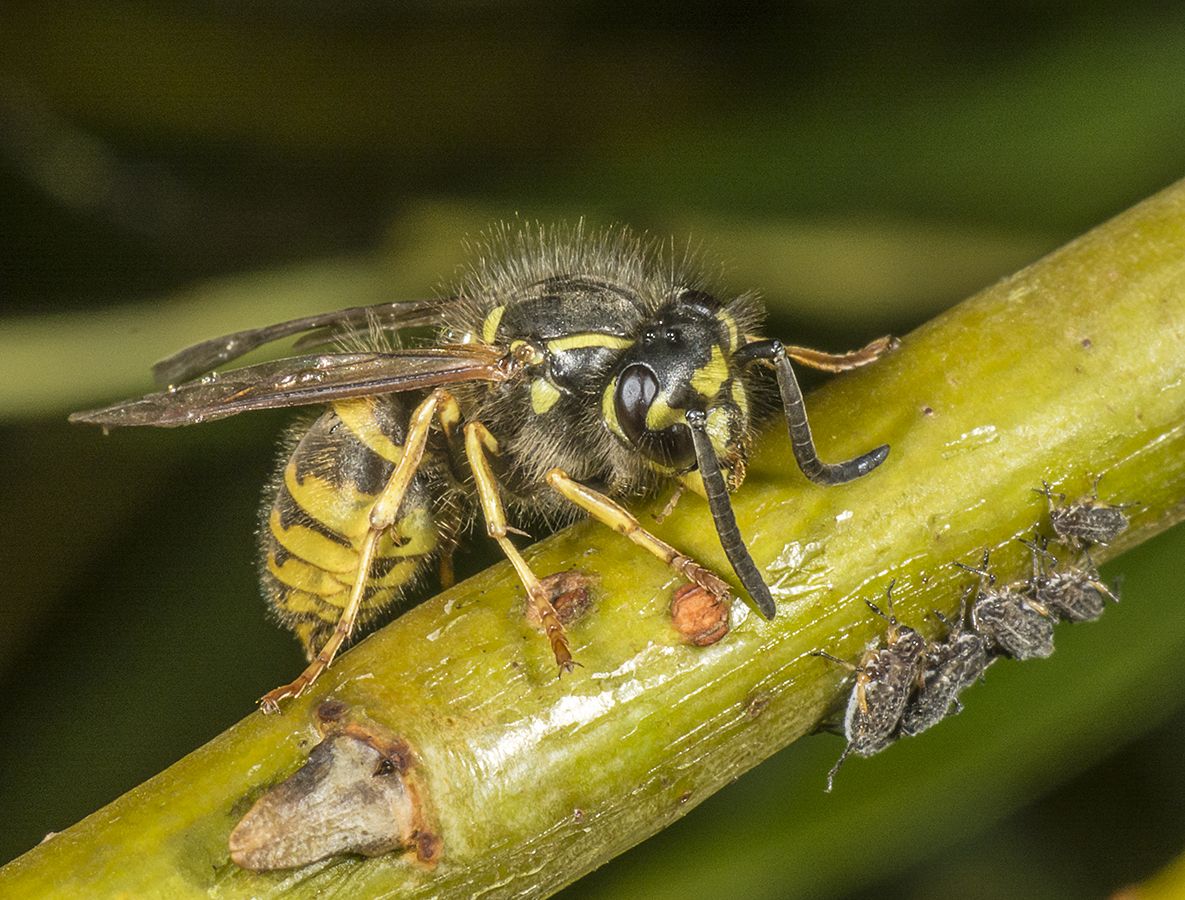 Almindelig gedehams (hveps) - Vespula vulgaris