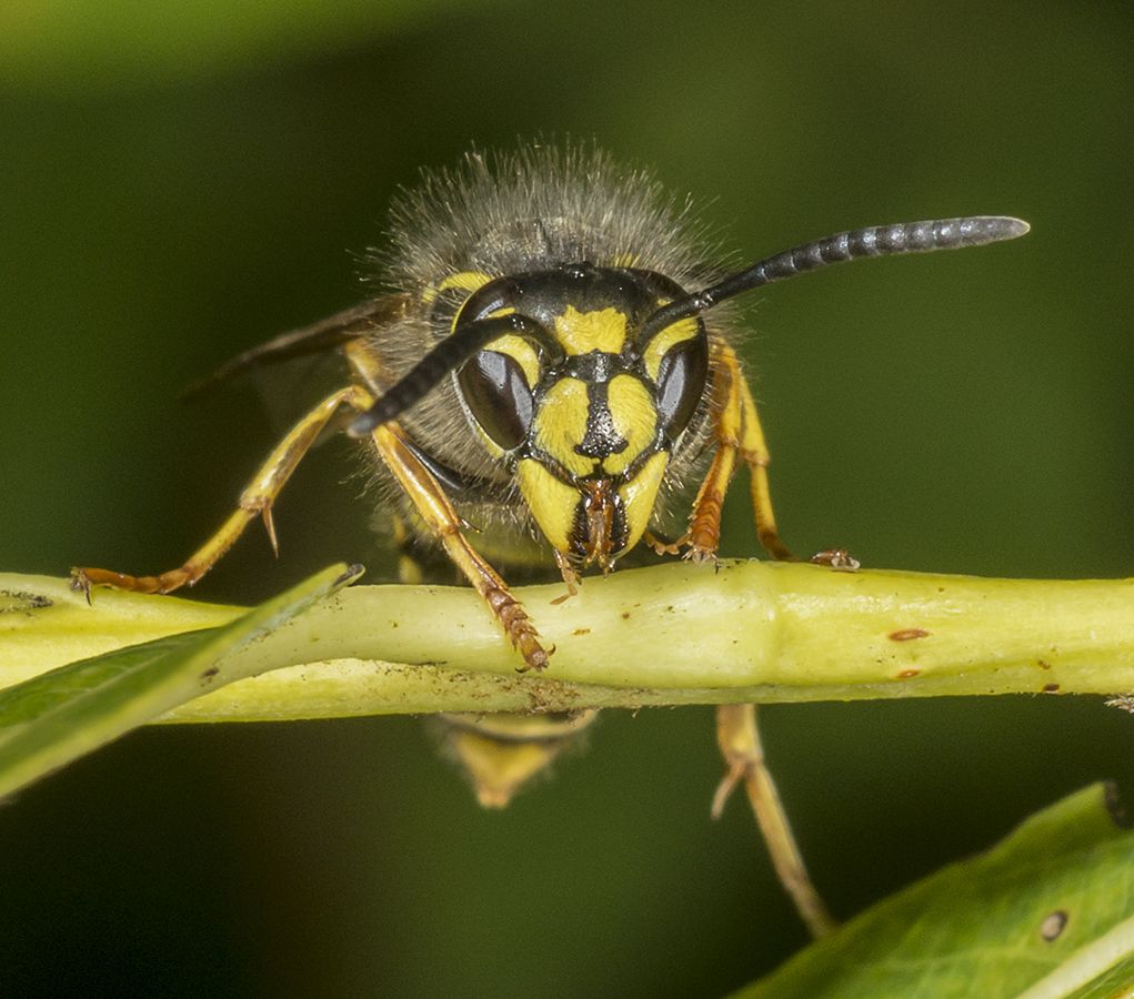 Almindelig gedehams (hveps) - Vespula vulgaris