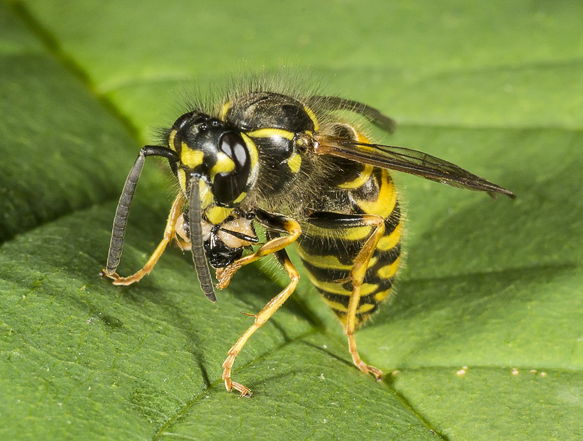 Almindelig gedehams (hveps) - Vespula vulgaris