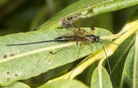 Snyltehvepse i Ichneumonidae familien