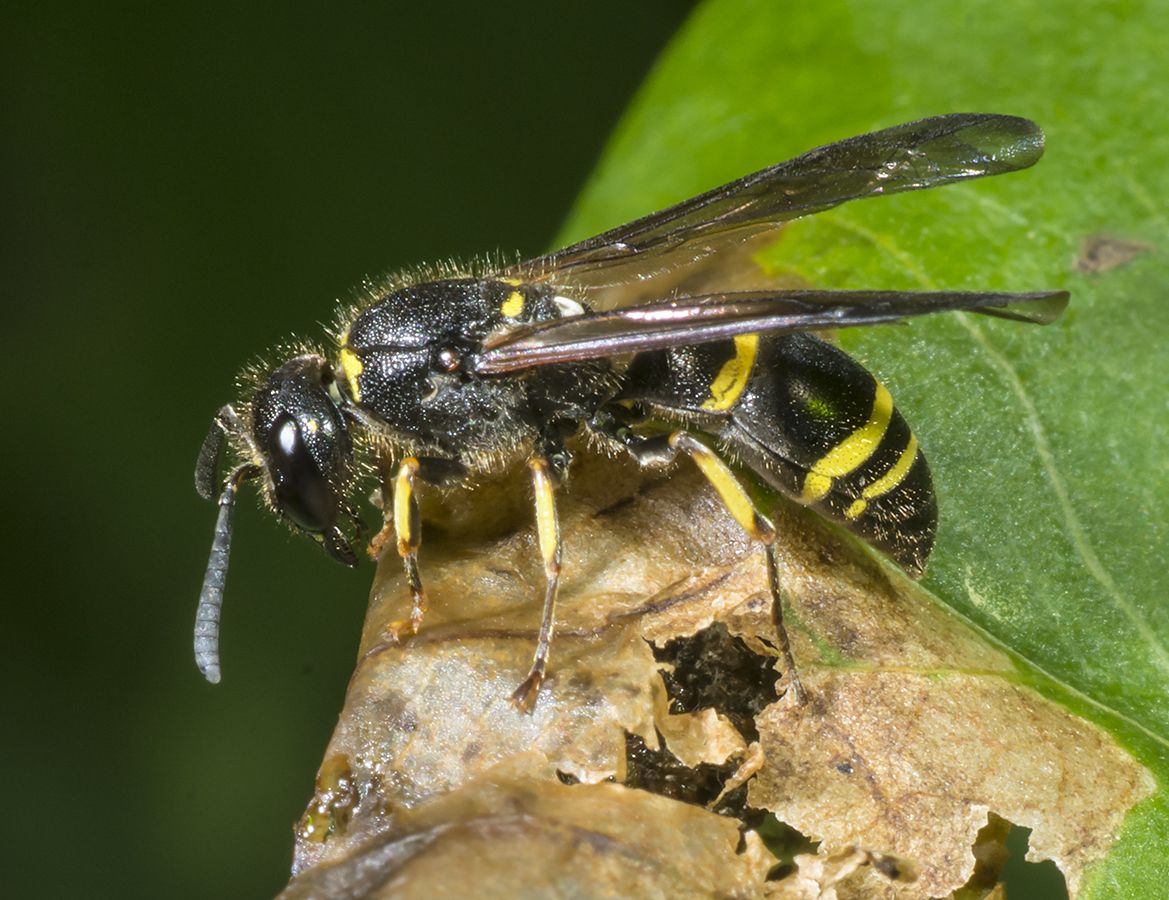 Gedehams - Ancistrocerus trifasciatus