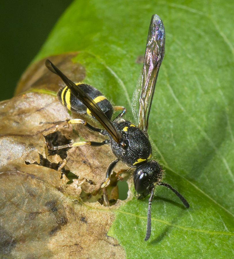 Gedehams - Ancistrocerus trifasciatus