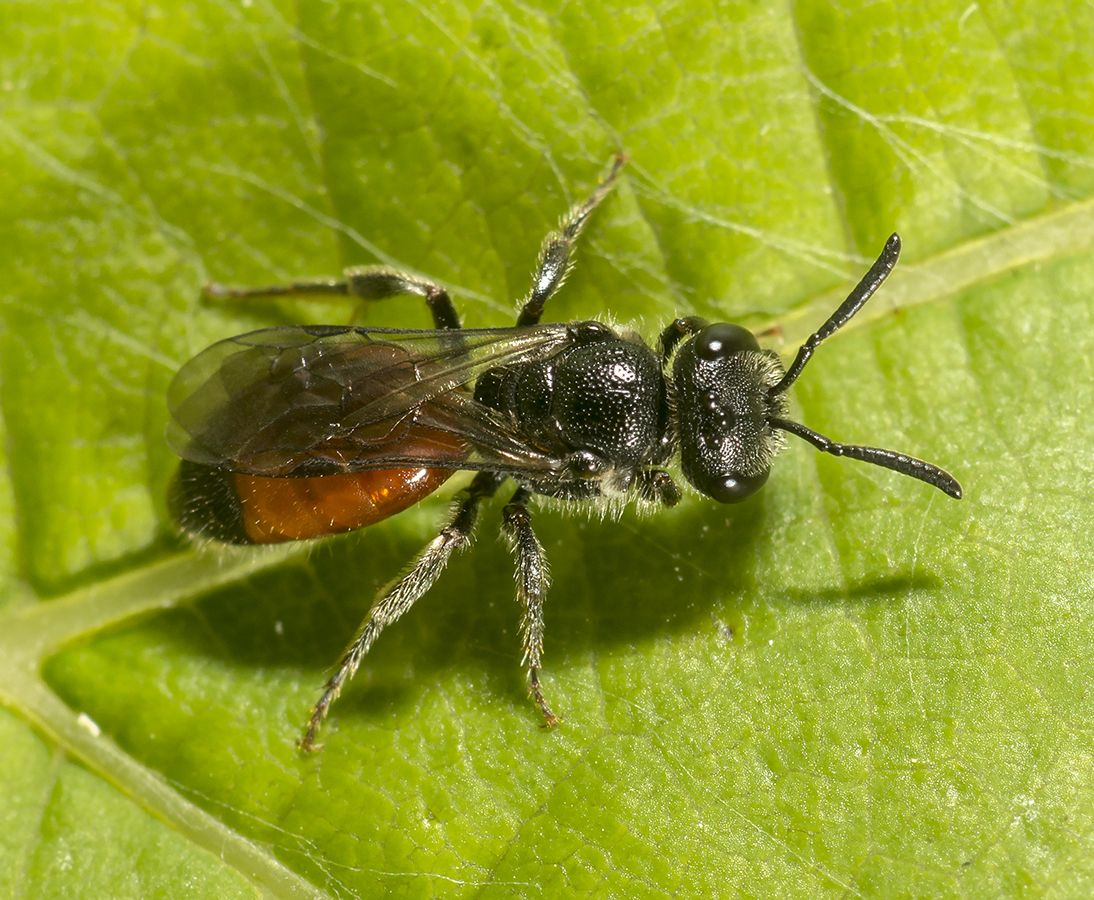 Blodbi sp. - Sphecodes sp.