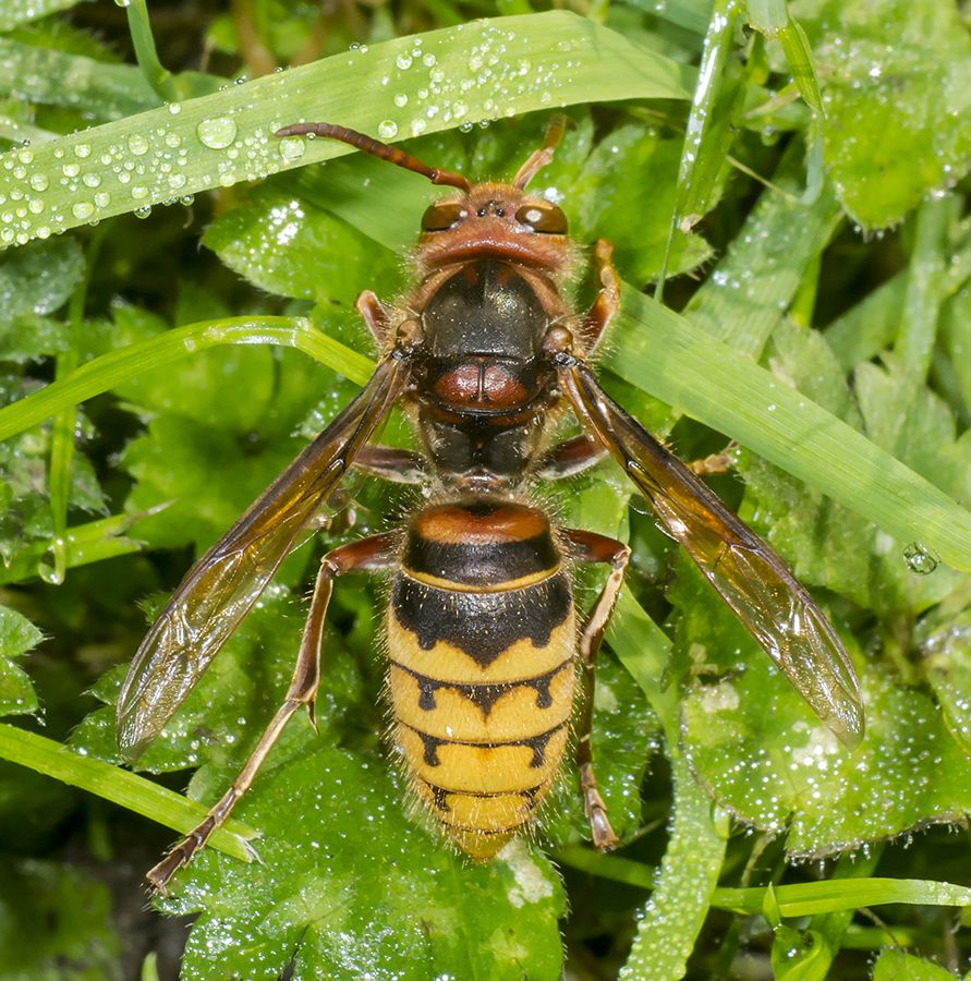 Stor gedehams - Vespa crabro