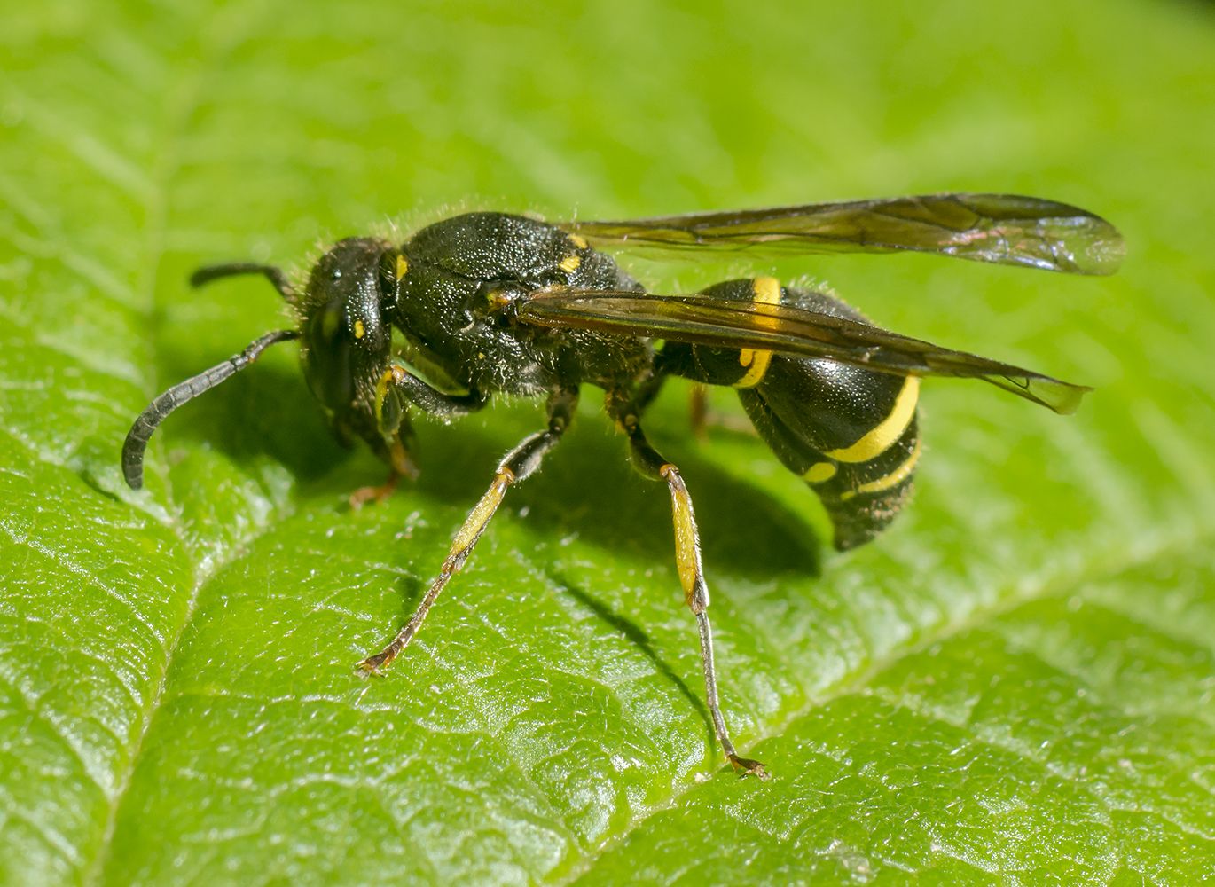 Gedehams - Ancistrocerus trifasciatus