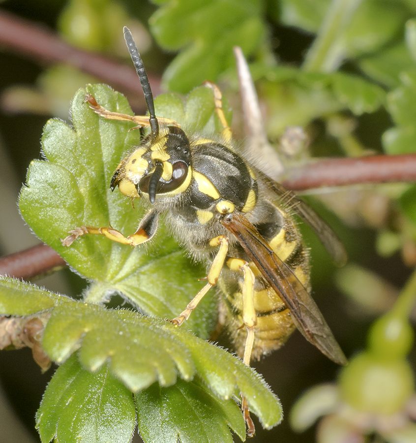 Tysk gedehams - Paravespula germanica