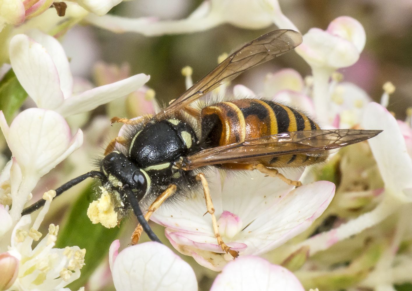 Rød gedehams - Vespula rufa