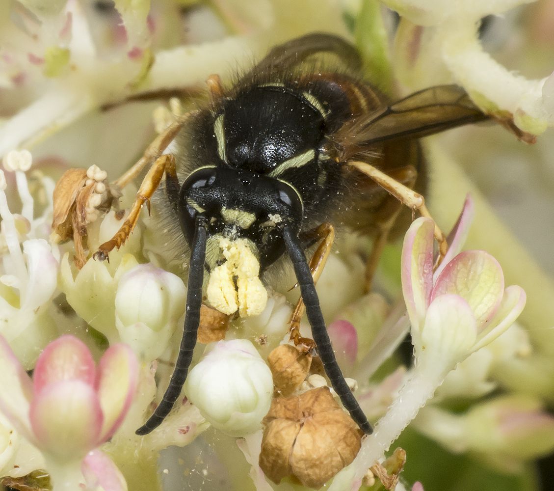 Rød gedehams - Vespula rufa