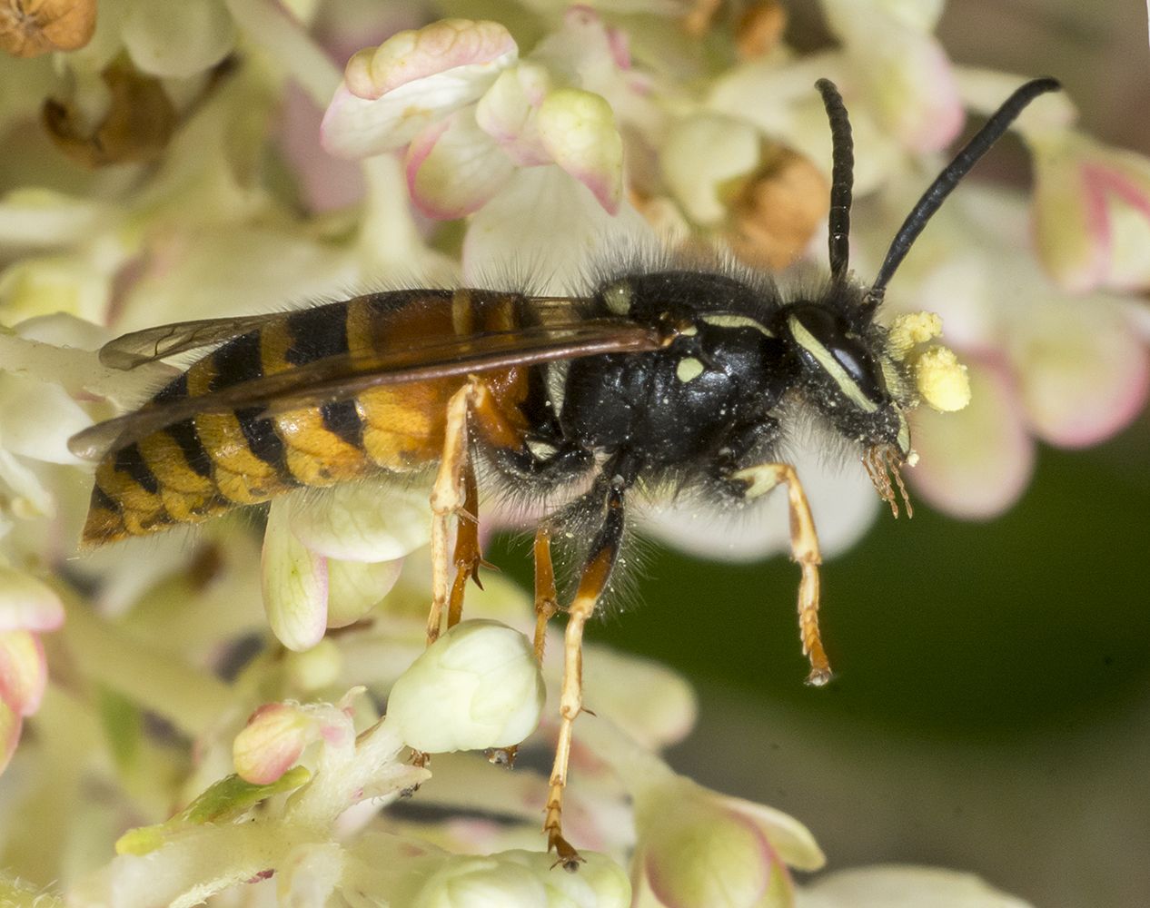 Rød gedehams - Vespula rufa