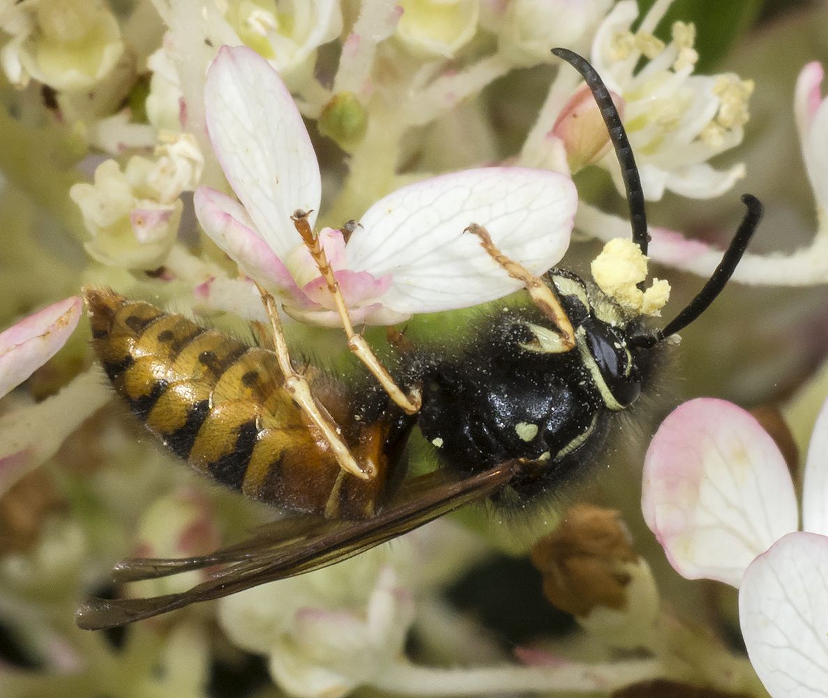 Rød gedehams - Vespula rufa