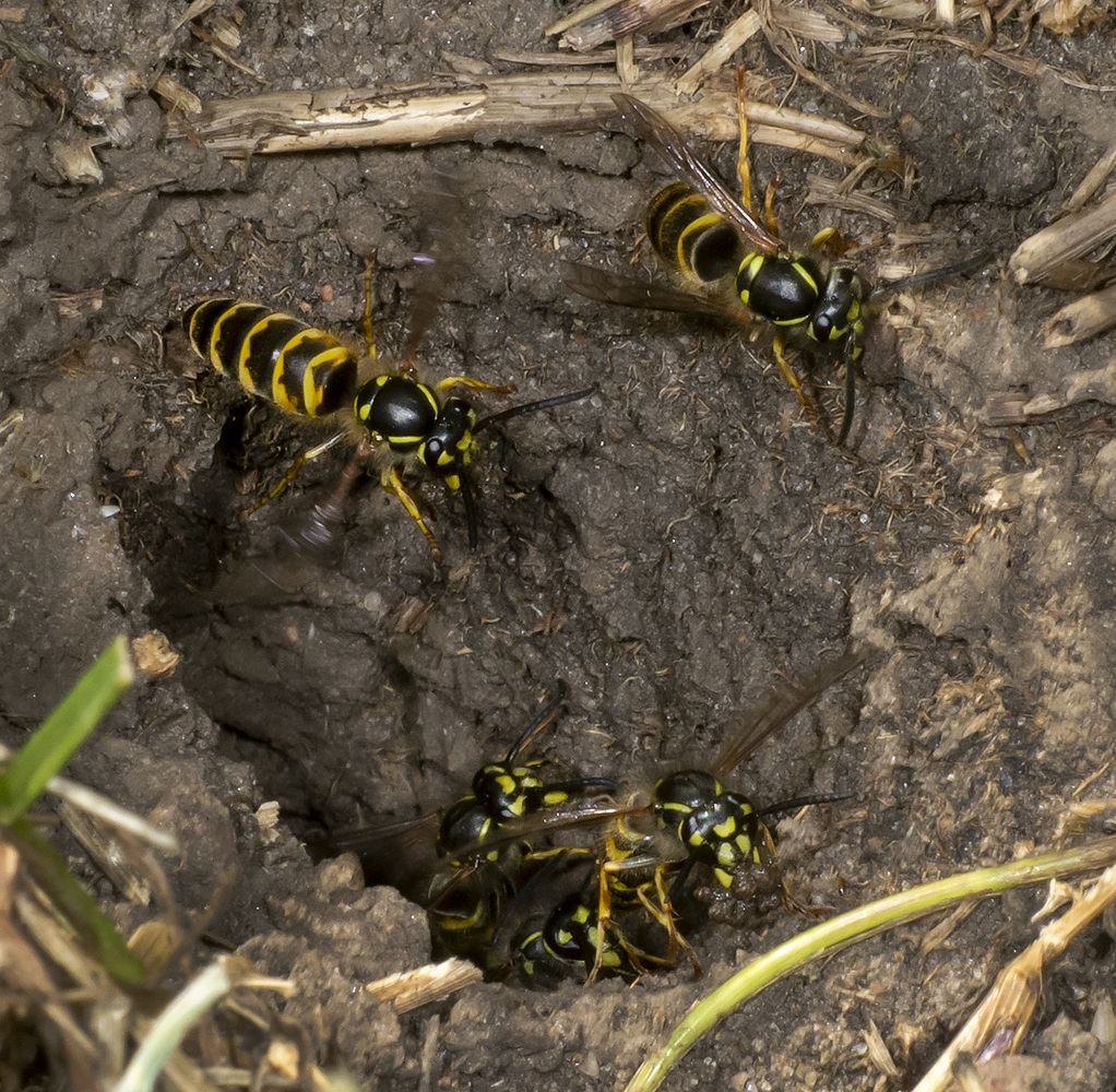 Almindelig gedehams (hveps) - Vespula vulgaris