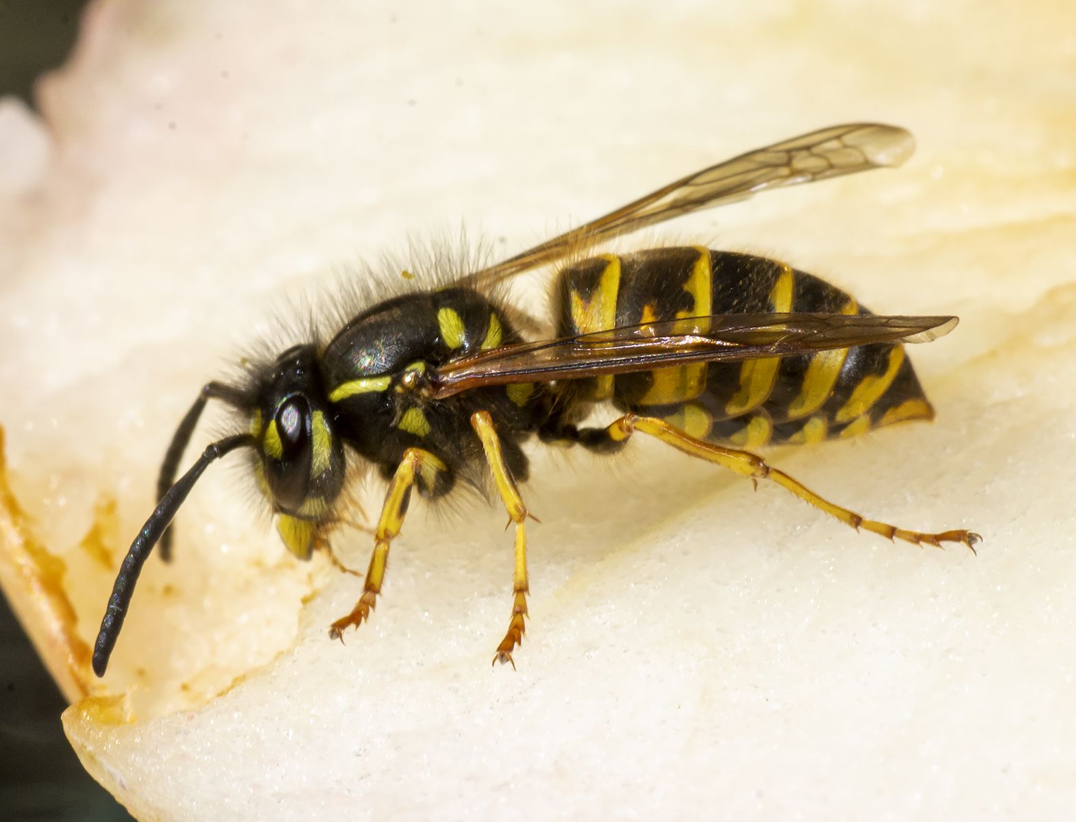 Almindelig gedehams (hveps) - Vespula vulgaris
