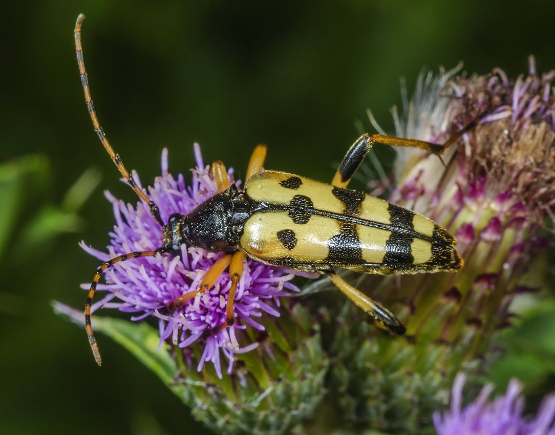 Spotted longhorn beetle - Rutpela maculata