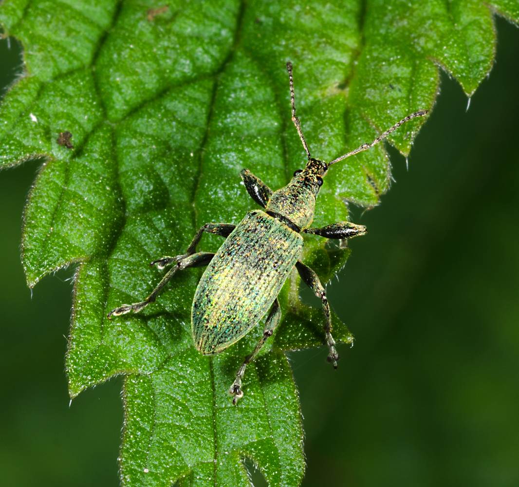 Makrofotografering af biller og tæger fra Danmark | Beetles and bugs