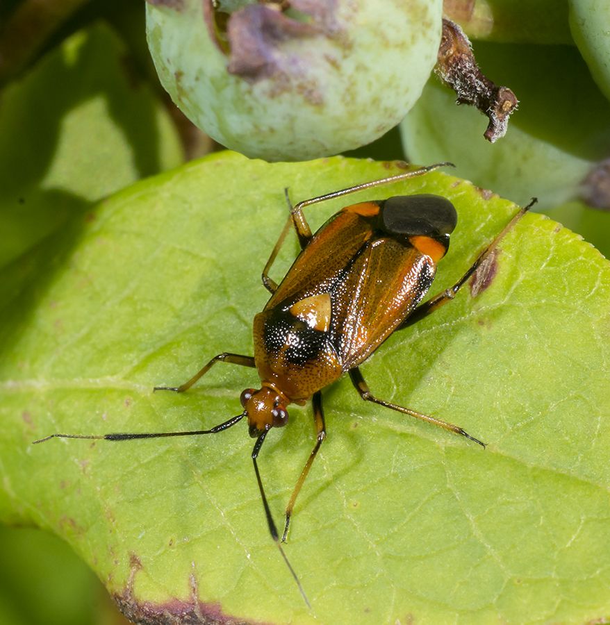 Blomstertæge - Deraeocoris ruber