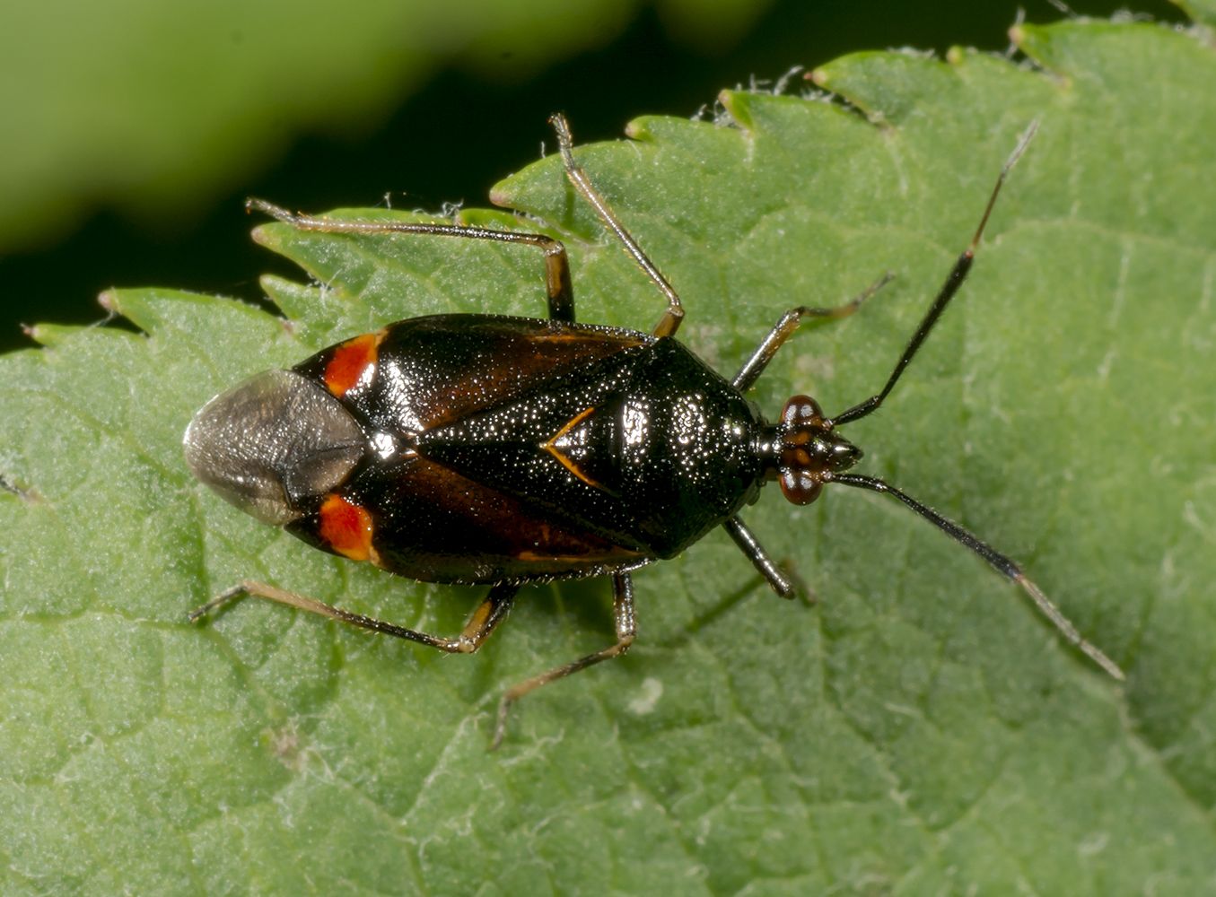 Blomstertæge - Deraeocoris ruber