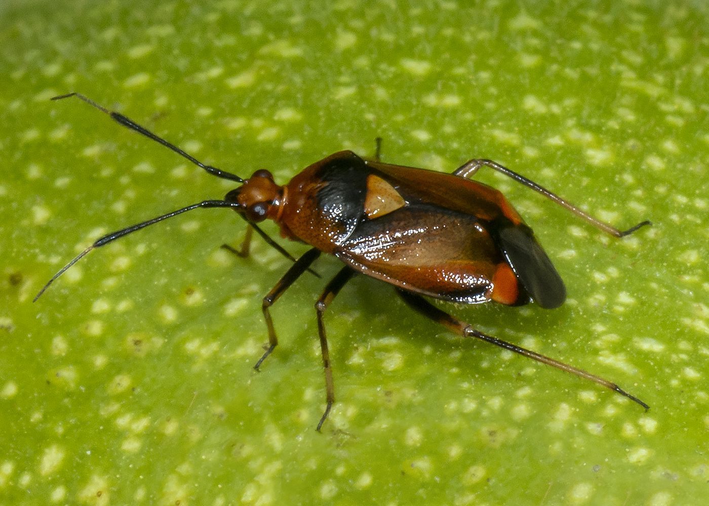 Blomstertæge - Deraeocoris ruber