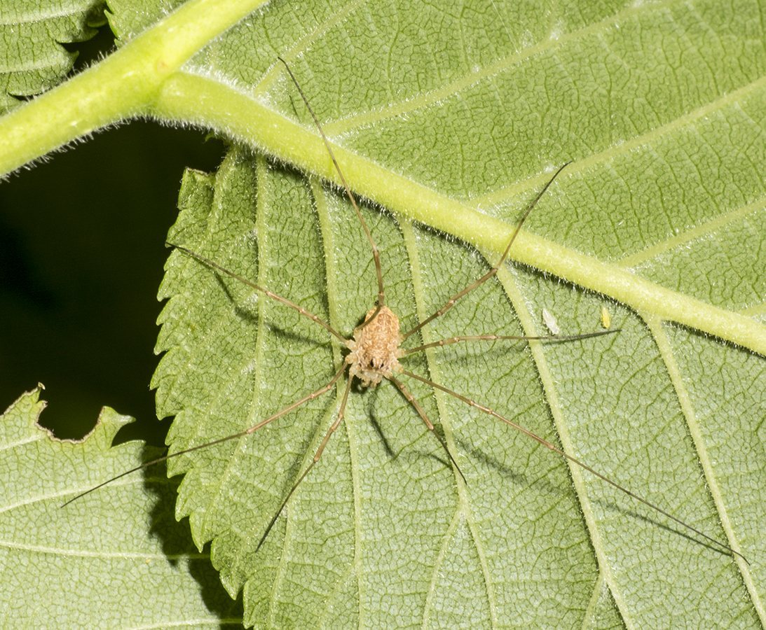Forårsmejer - Platybunus triangularis
