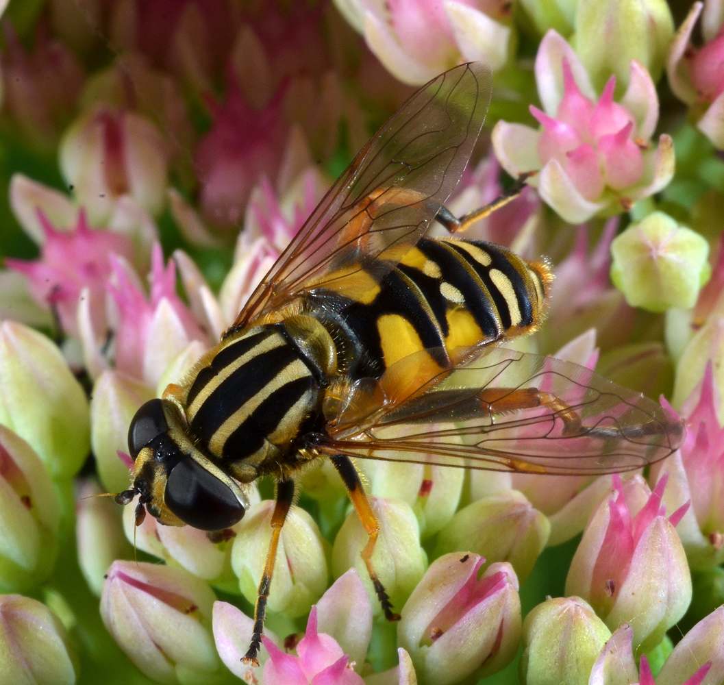 Hoverfly The footballer - Helophilus pendulus