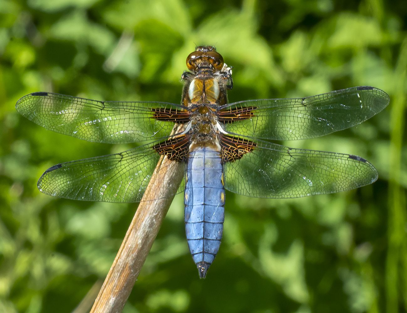 Blå libel - Libellula depressa