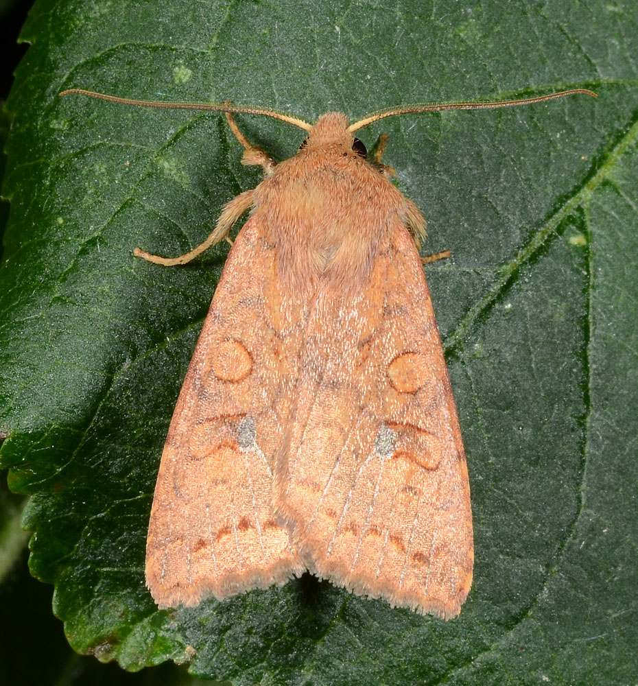Agrochola circellaris - Brick moth