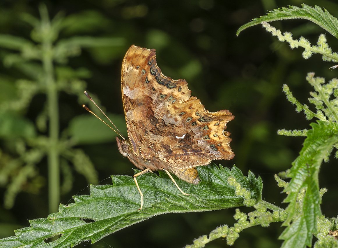 Comma butterfly - Polygonia c-album
