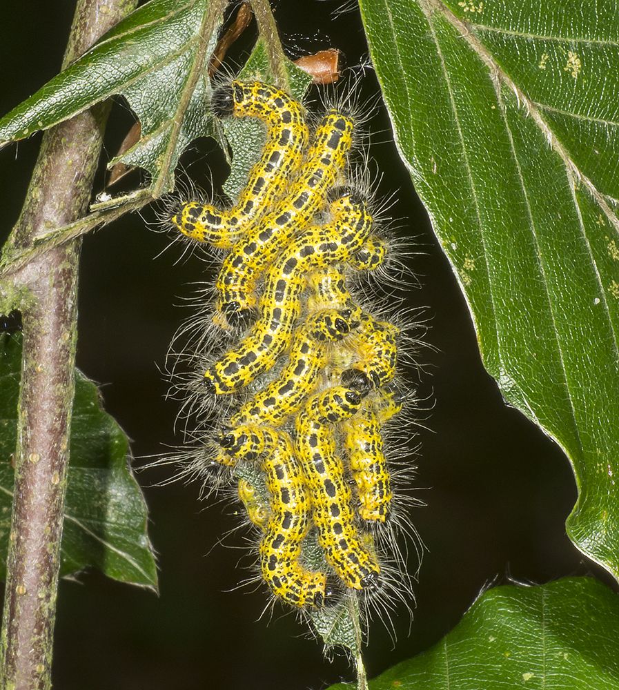 M neplet Phalera Bucephala M neplet Phalera Bucephala